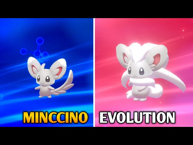 Minccino Evolution Chart Pokémon Image 1445040 Zerochan Anime