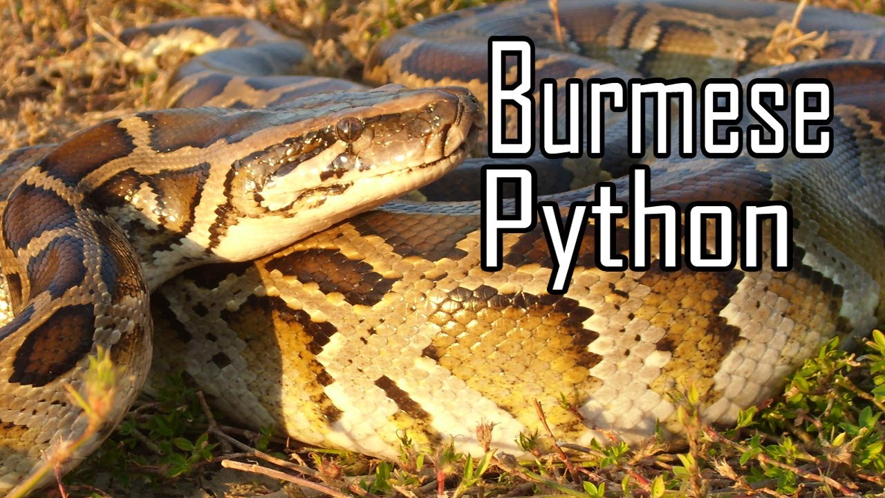Wild Burmese Python Youtube
