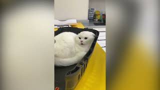 Cat Screaming At A Vet Clinic Original Meme Video Cat Memes ...