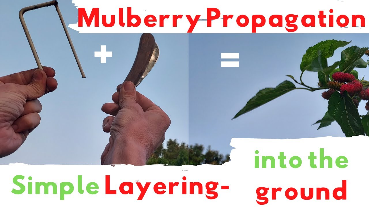 Simple Layering Youtube