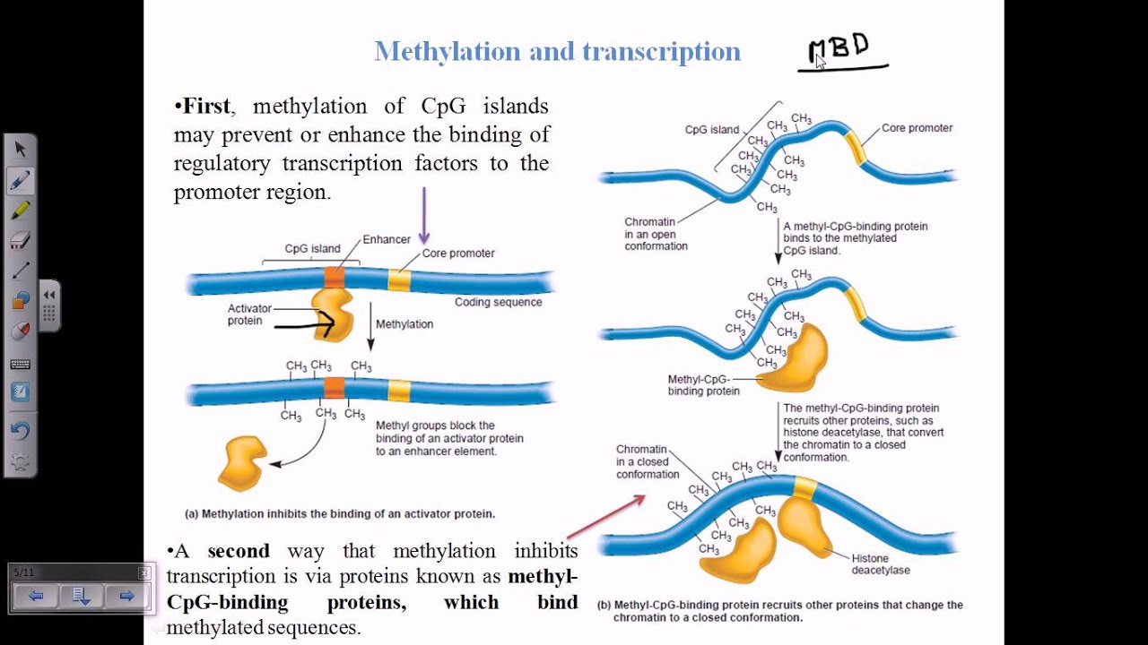 Process Of Dna Methylation