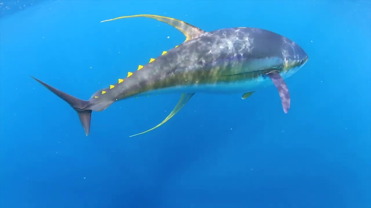 Crazy Underwater Tuna Action Youtube