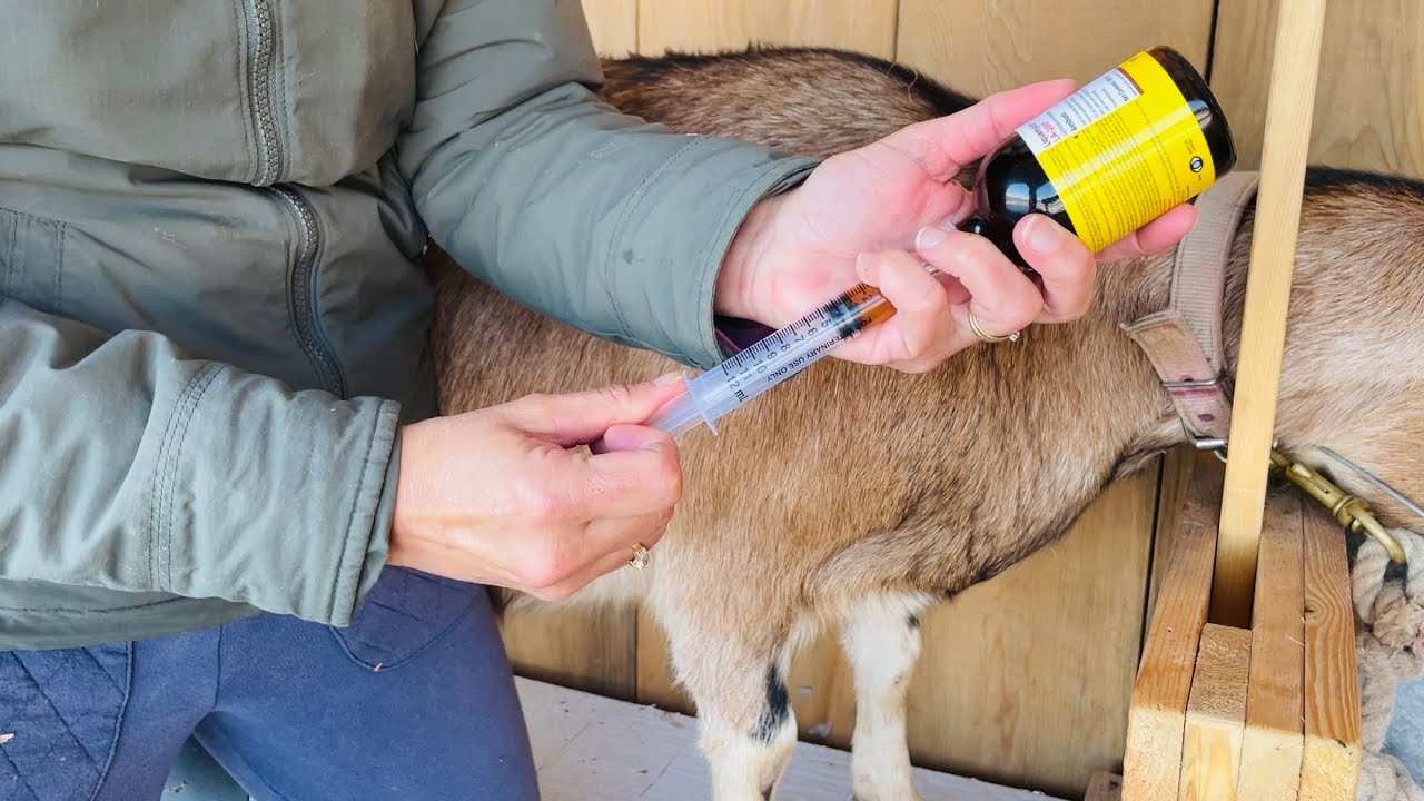 Sheep And Goat Injection Site Youtube