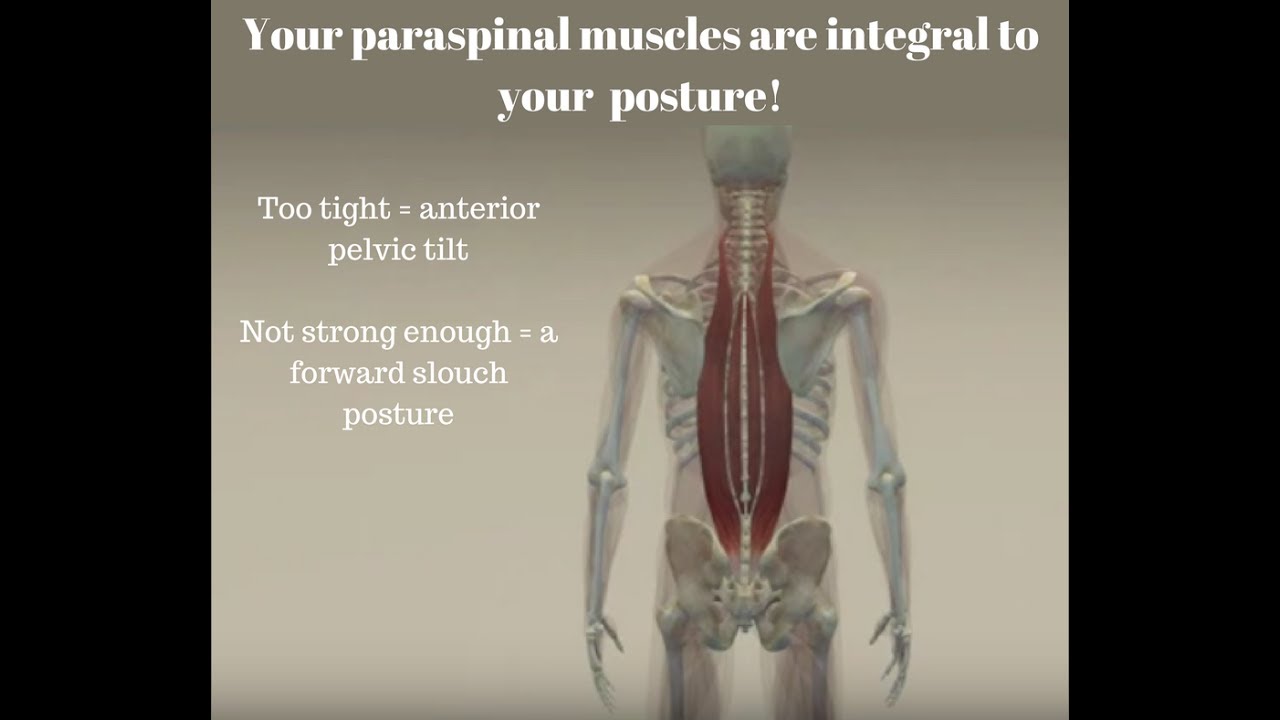 Lumbar Paraspinal Muscles Anatomy