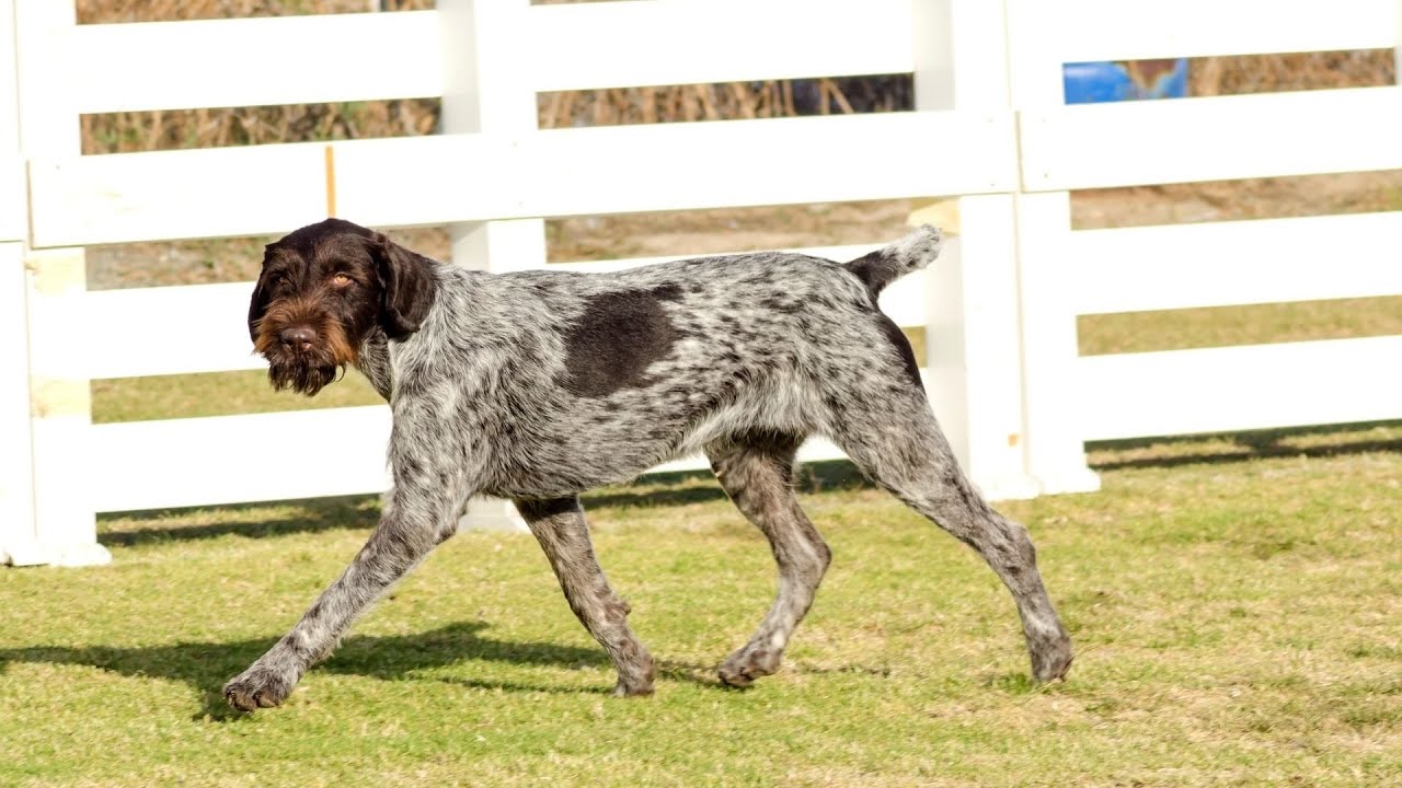 Training Your German Wirehaired Pointer To Control Their Prey Drive