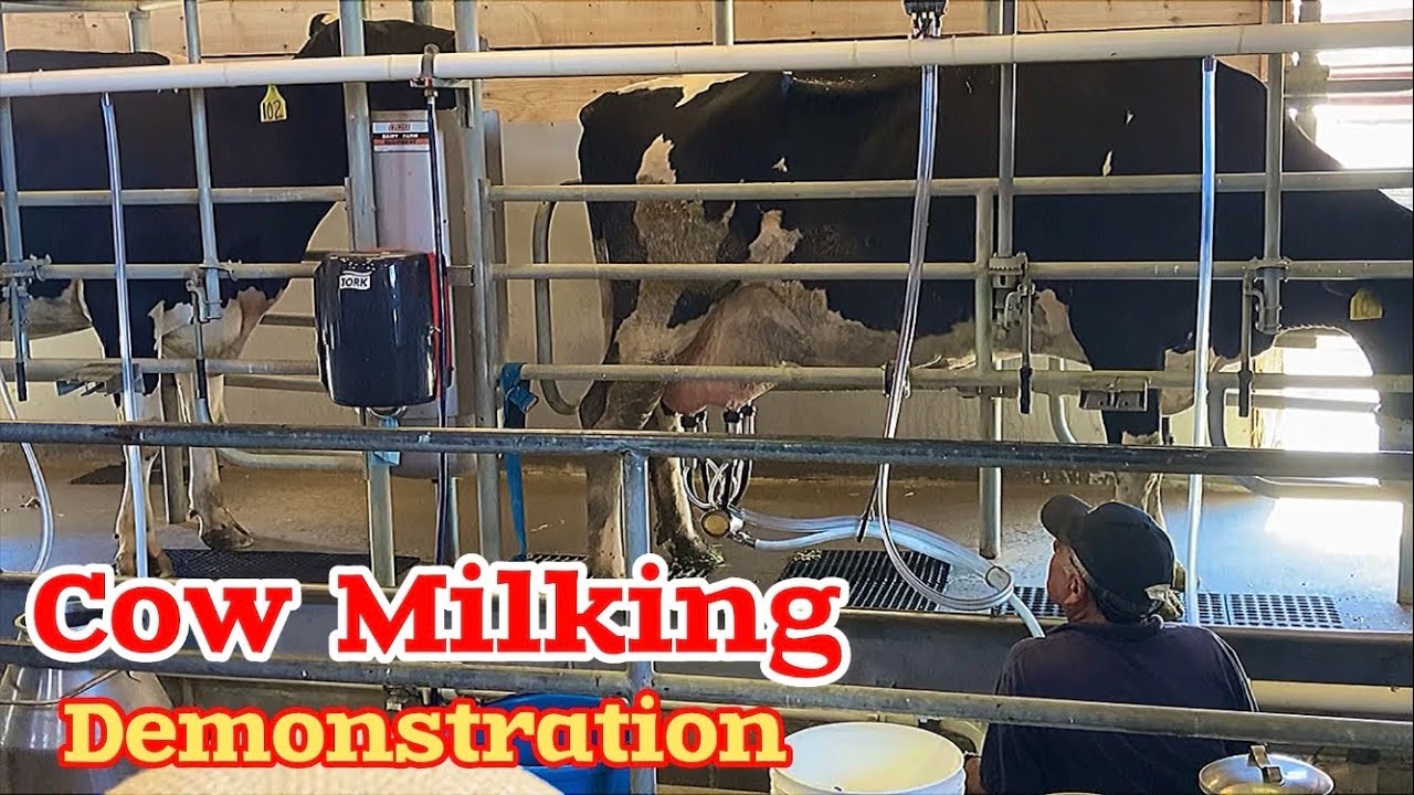 Cow Milking Full Demonstration Youtube