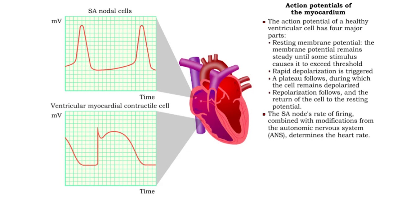 Depolarization Of The Heart