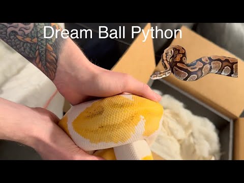 My New Smiley Face Pied Ball Python Unboxing Two Snakes One Of My