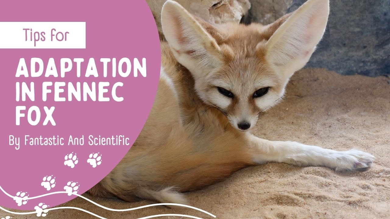 Adaptation In Fennec Fox Adaptation In Animals Science For Kids
