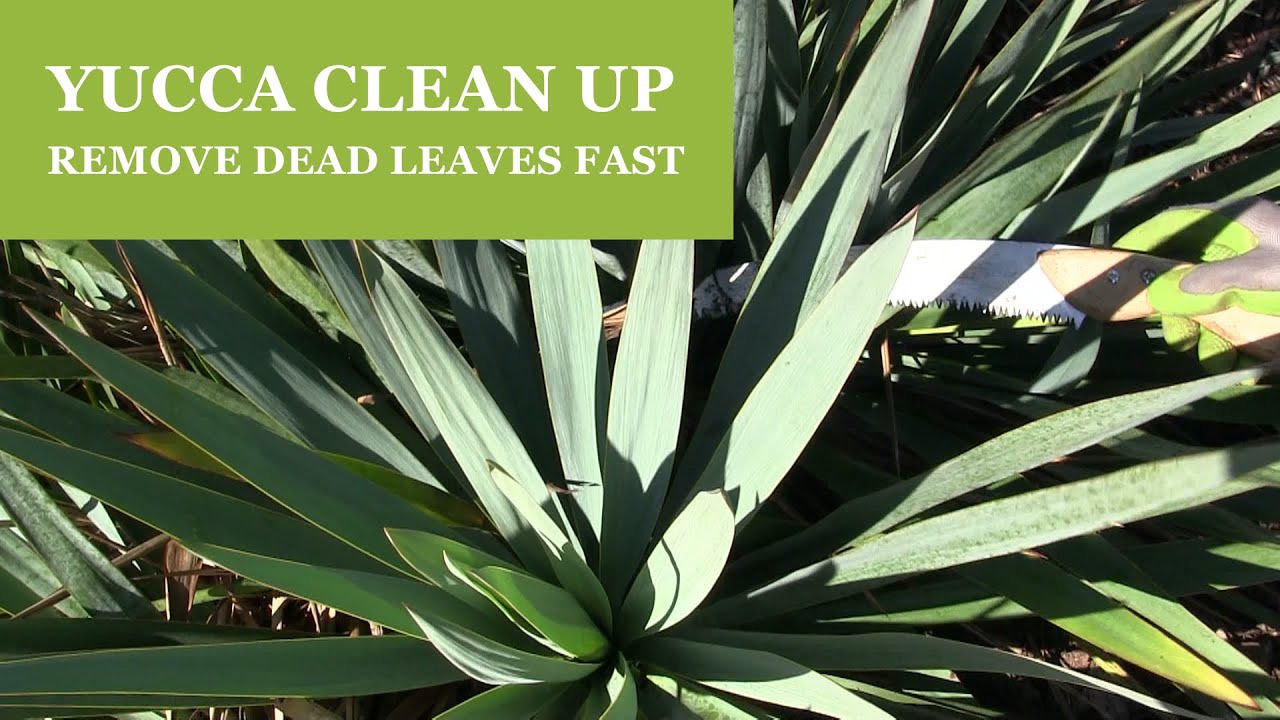 Yucca Pruning How To Remove Dead Leaves From A Yucca Plant Youtube