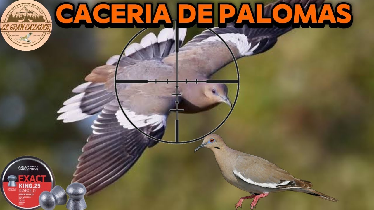 Caza De Palomas Con El Mejor Rifle De Aire Inicio De La Temporada