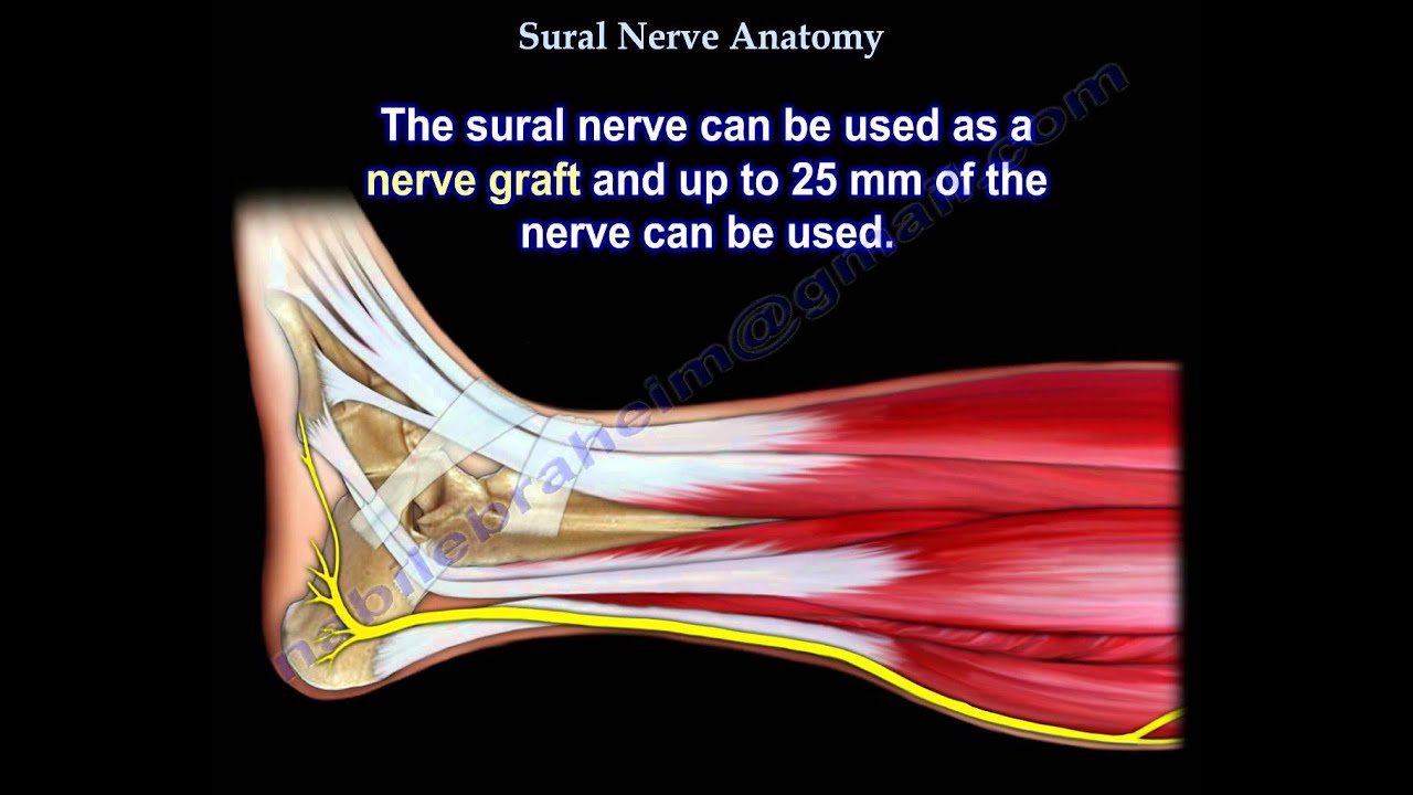 Sural Nerve Netter Anatomy Springerlink