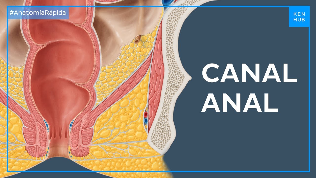 Estructura Del Canal Del Ano Anatomía Fácil Kenhub Youtube