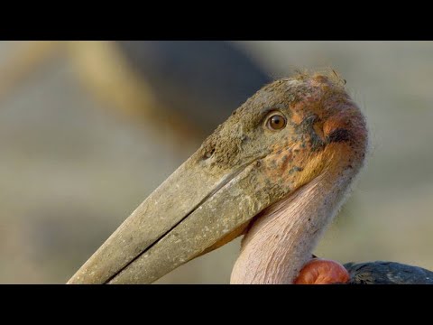 These Storks May Not Be Pretty But They Re Successful Youtube