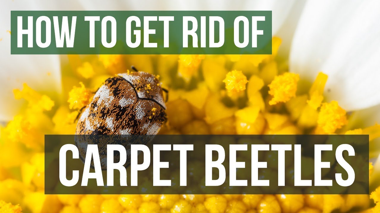 How To Get Rid Of Carpet Beetles Larvae At Dennis Fitzgerald Blog