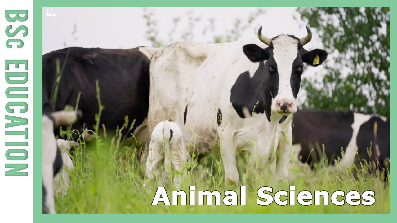 Discover Animal Sciences Wurtube Youtube
