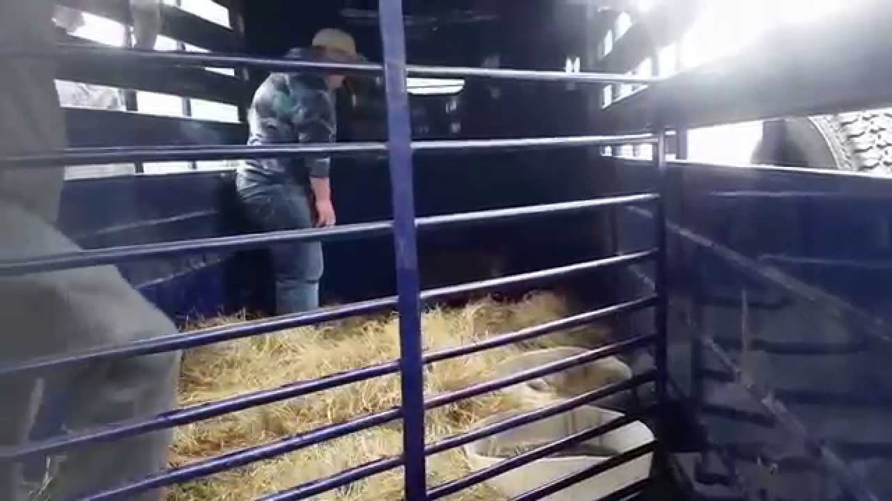 Loading Wild Pigs Youtube