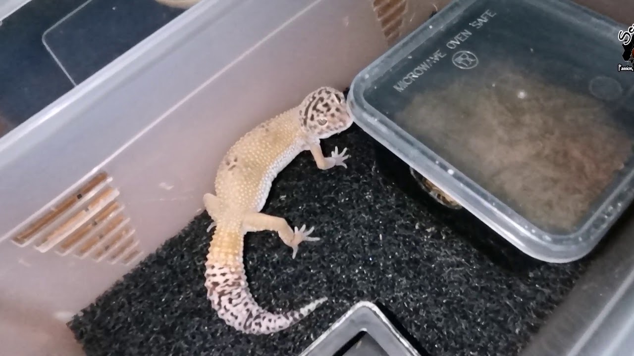 Breeding Updates Youtube