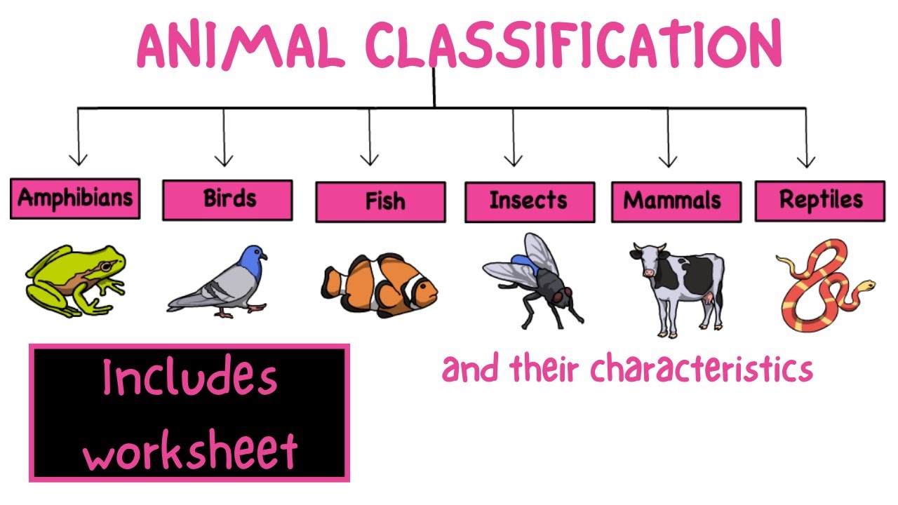 Animal Taxonomy For Kids