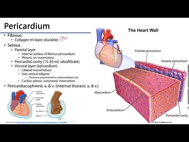 Layers Of The Heart And Pericardium Scheme Demonstrating