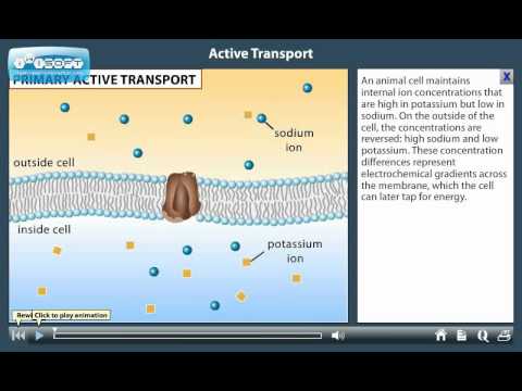 Active Transport Educational Use Only Youtube
