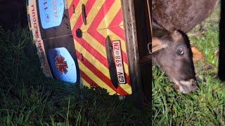 Inquza Sidlala Umabhebhana News Inkomo Mp3 Music & Mp4 video downloads