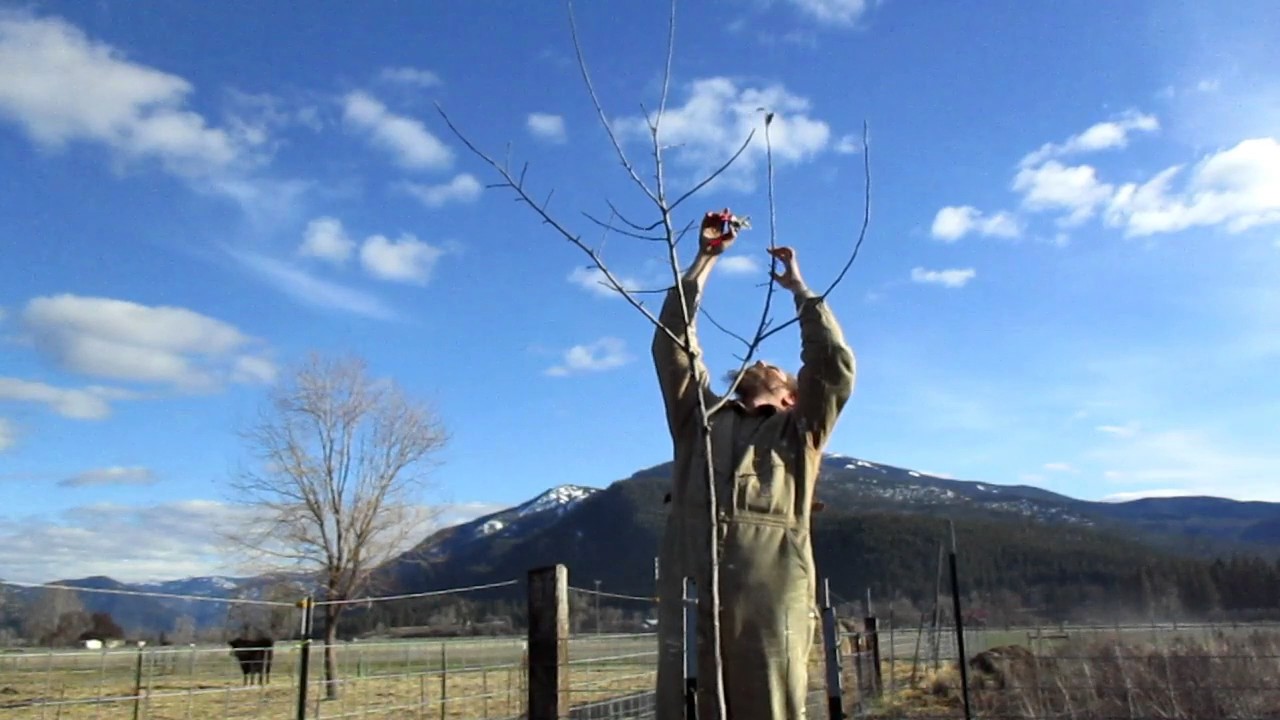Pruning 2 Year Macintosh Apple Tree Youtube