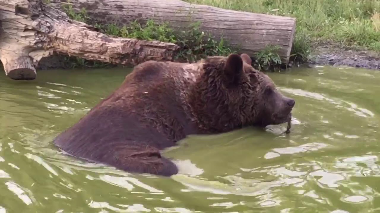 Nice Long Video Of Leo The Syrian Bear Playing In His Pond Youtube