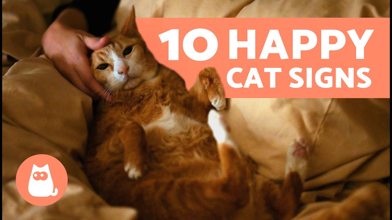 How Do I Know If My Cat Is Happy рџђ 10 Signs Of A Happy Cat Youtube
