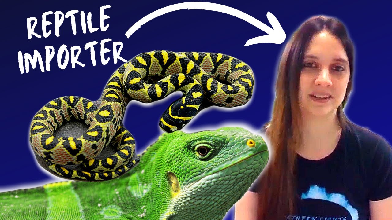 How I Became An International Reptile Importer Youtube
