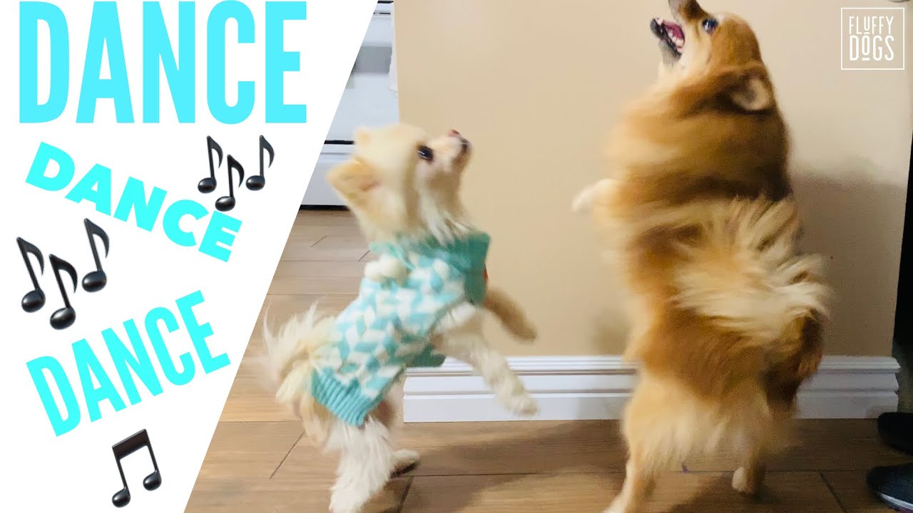 Funny Dancing Dogs Compilation Try Not To Laugh Youtube