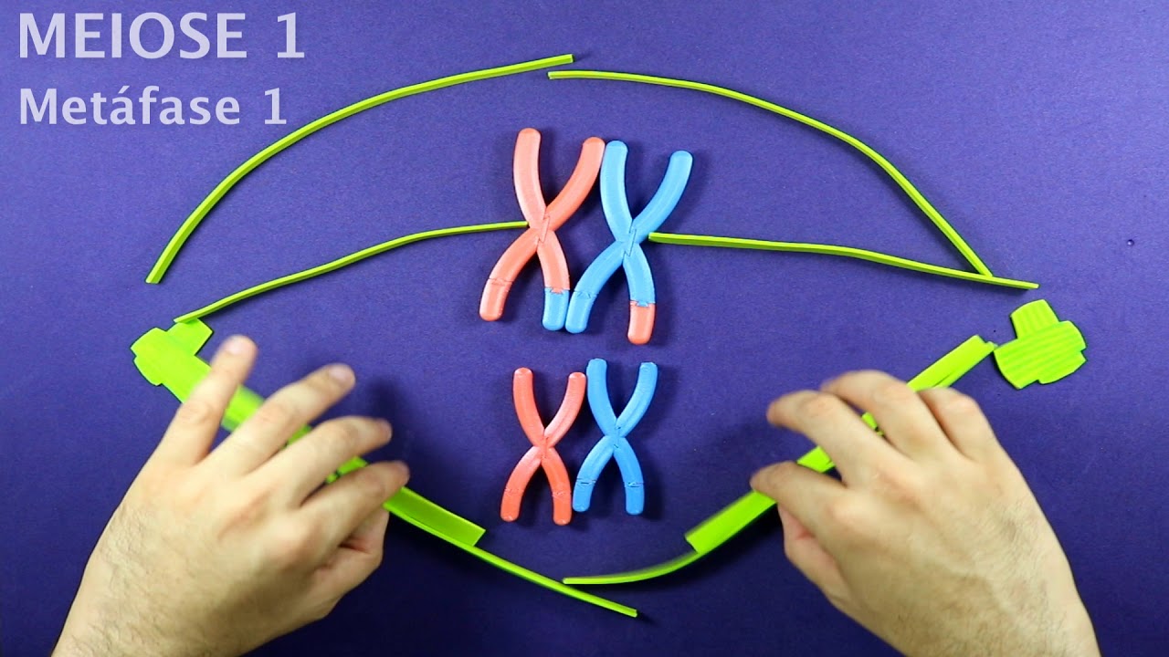 Meiose Divisão Celular Em Mais Biologia Com Roger Maia Youtube