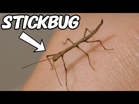 Green Stick Bug An Easy Guide To Identify And Handle Them