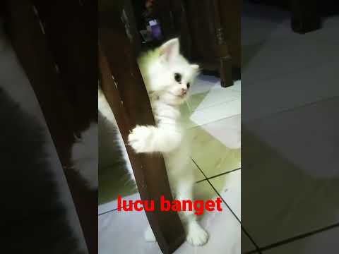 Cute Cat Lucu Banget Shorts Youtube