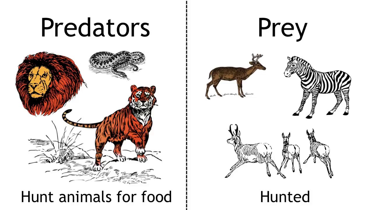 Prey Science Definition