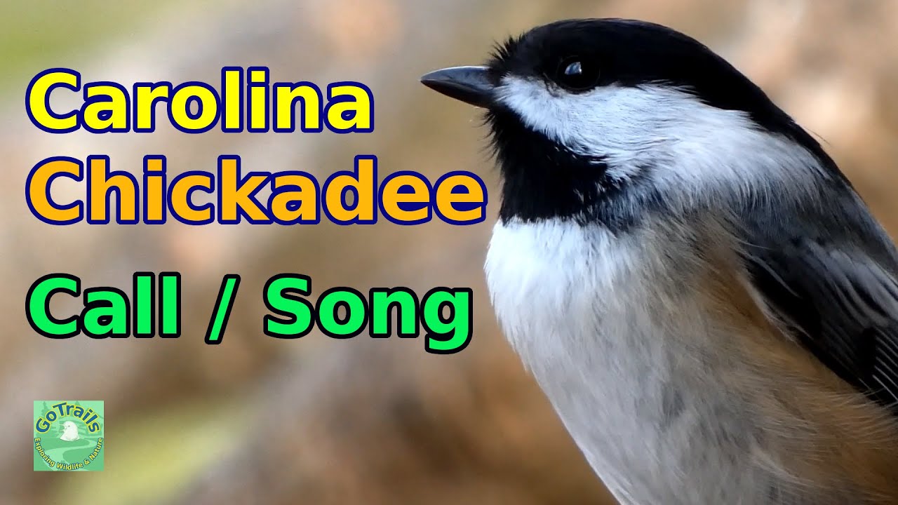 Carolina Chickadee Call Song Meanings Youtube