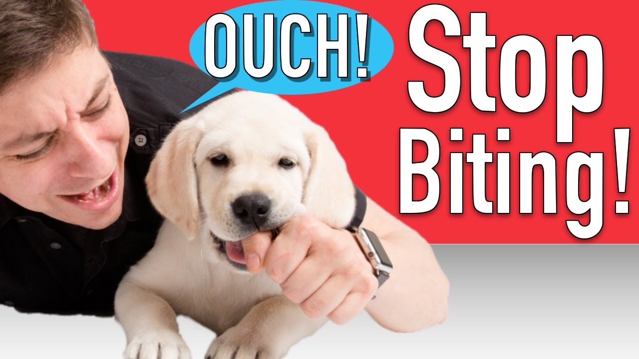 How To Train Your Puppy To Stop Biting Youtube