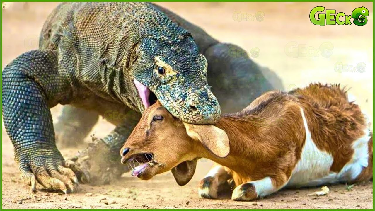 The Moment The Komodo Dragon Frantically Attacks And Swallows Its Prey