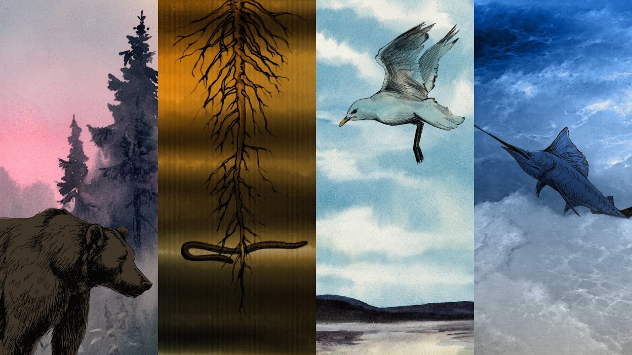 Evolution 101 Youtube