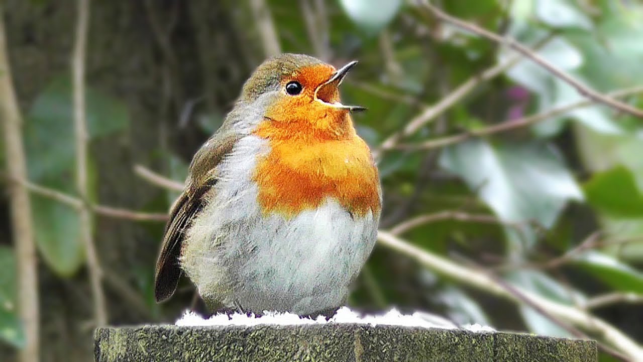 Robin Bird Singing In The Snow Youtube