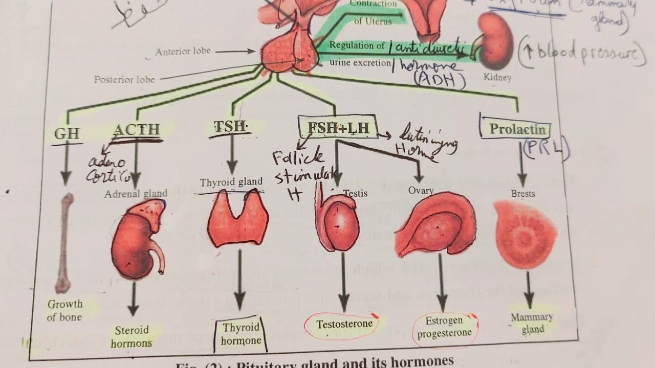 Hormones Biology Youtube