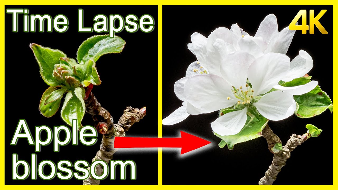 Apple Flowers Blooming Time Lapse Youtube