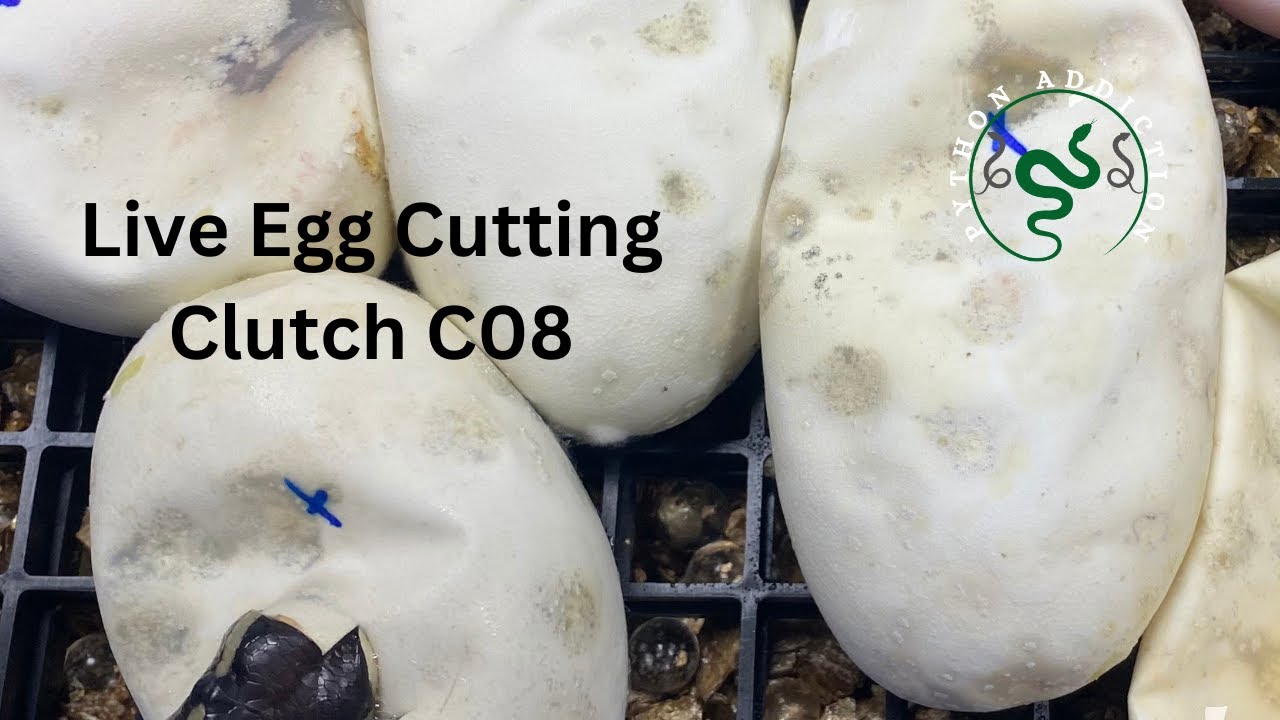 Python Addiction Live Egg Cutting Ball Python Clutch C08 Who S The