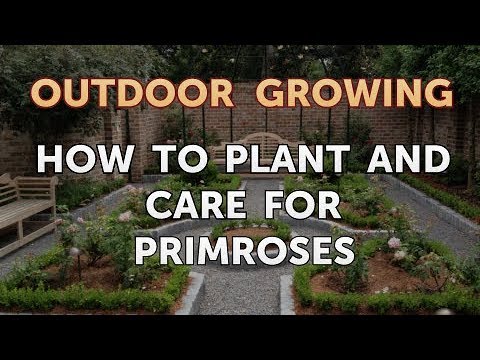 How To Plant And Care For Primroses Youtube