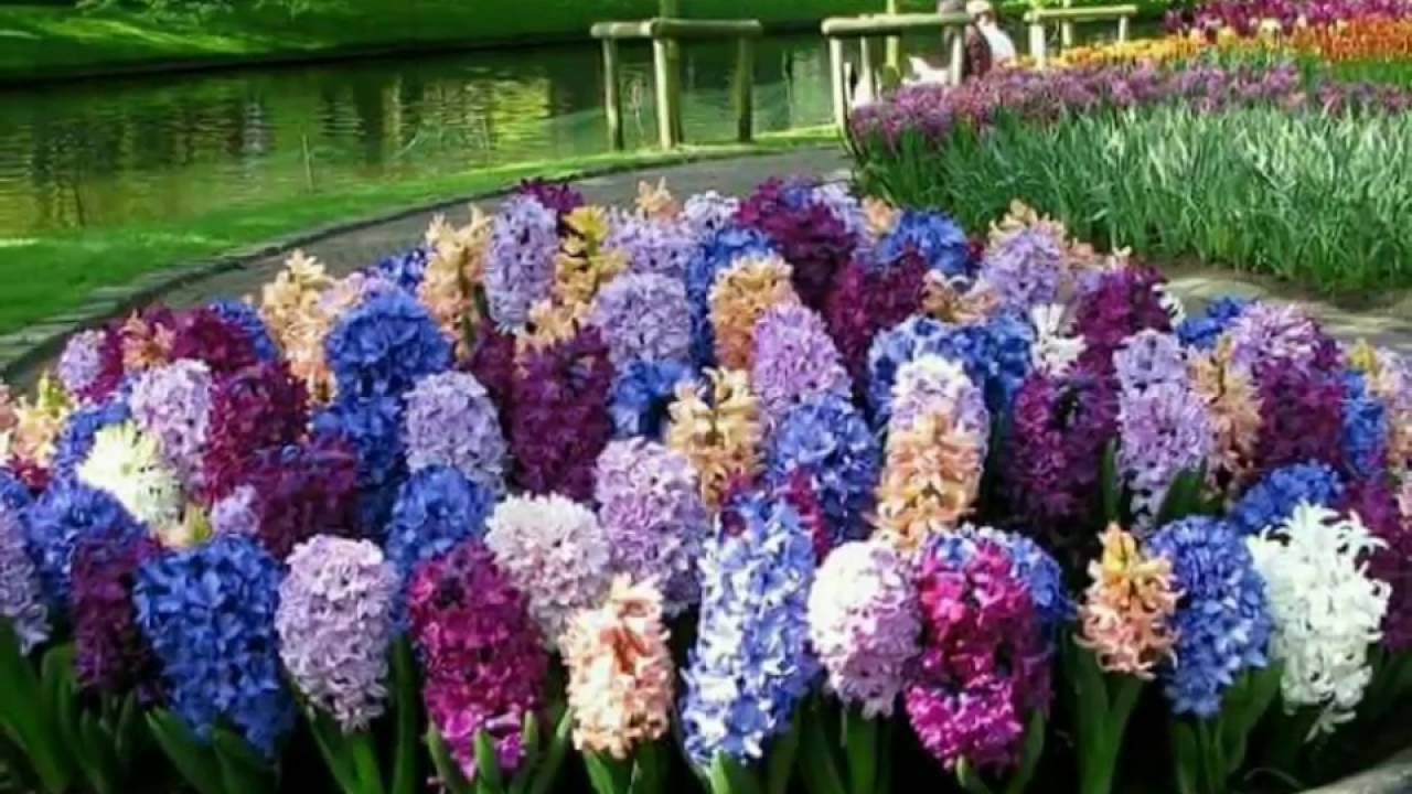 Most Beautiful Flower Gardens Pictures Best Flower Site
