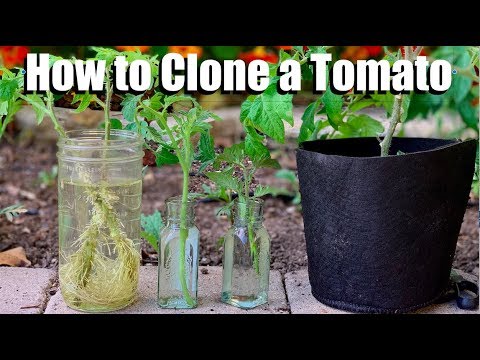 How To Clone A Tomato From A Cutting Free Plants рџќ рџњ Youtube
