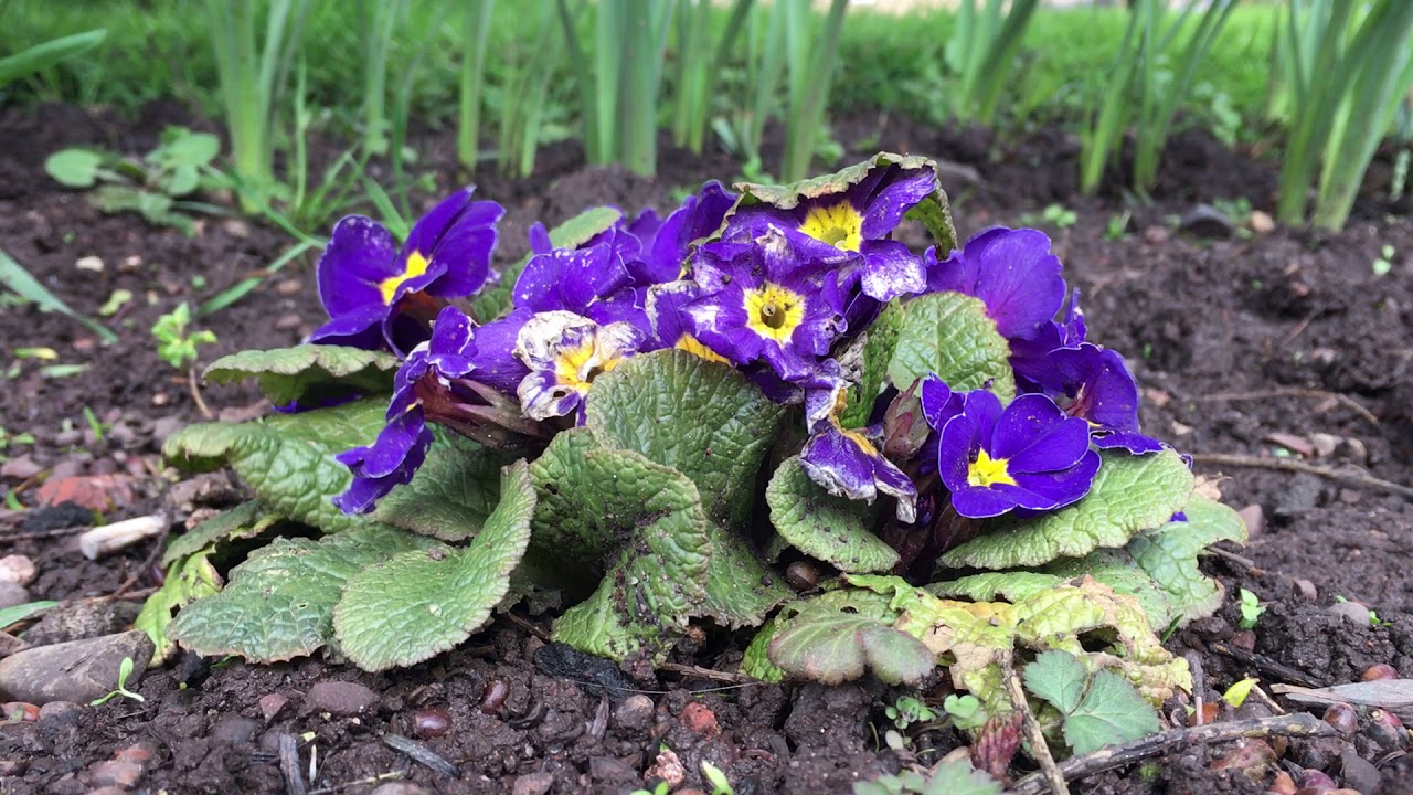 Primrose Primula Plant March 2018 Youtube
