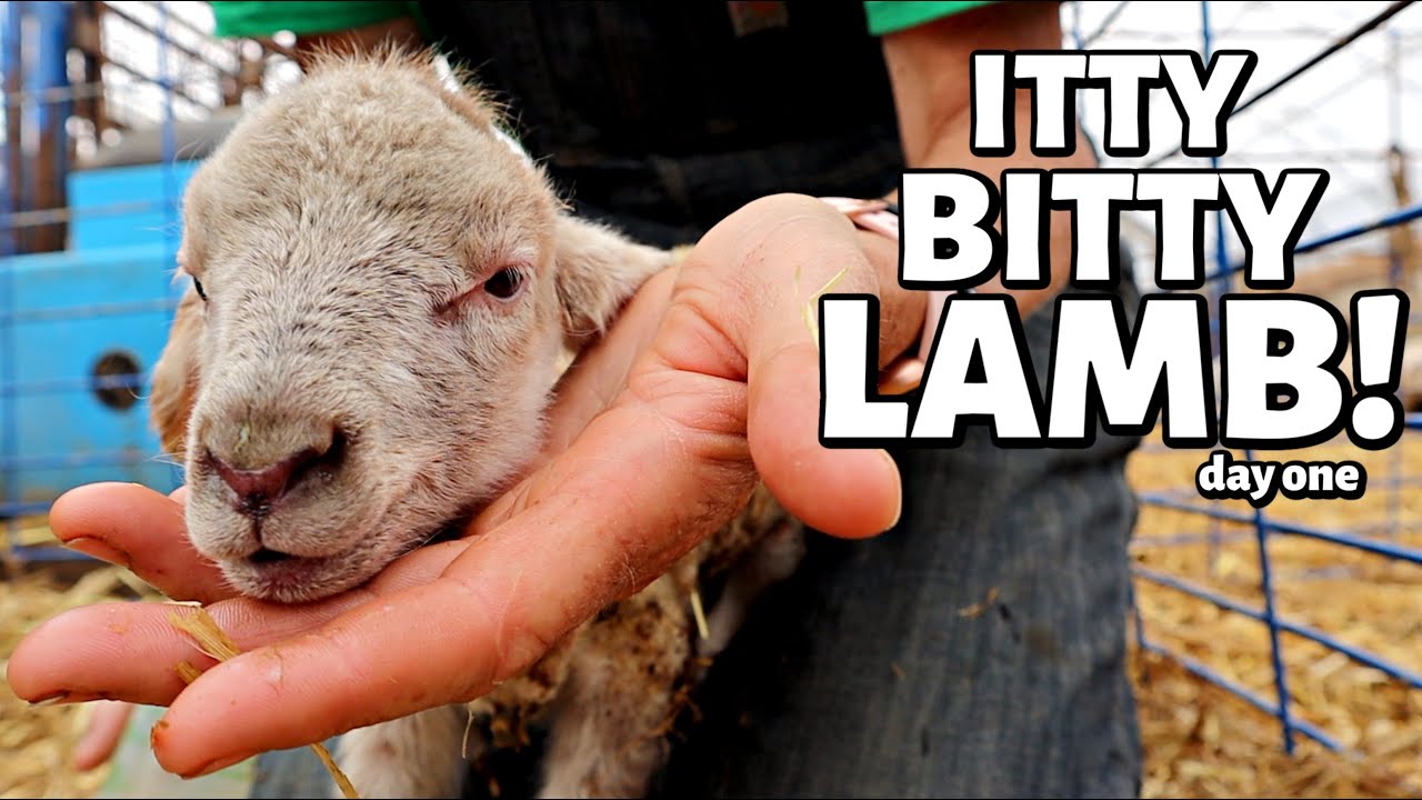 Officially The First Day Of Summer Lambing 12 Lambs Vlog 310