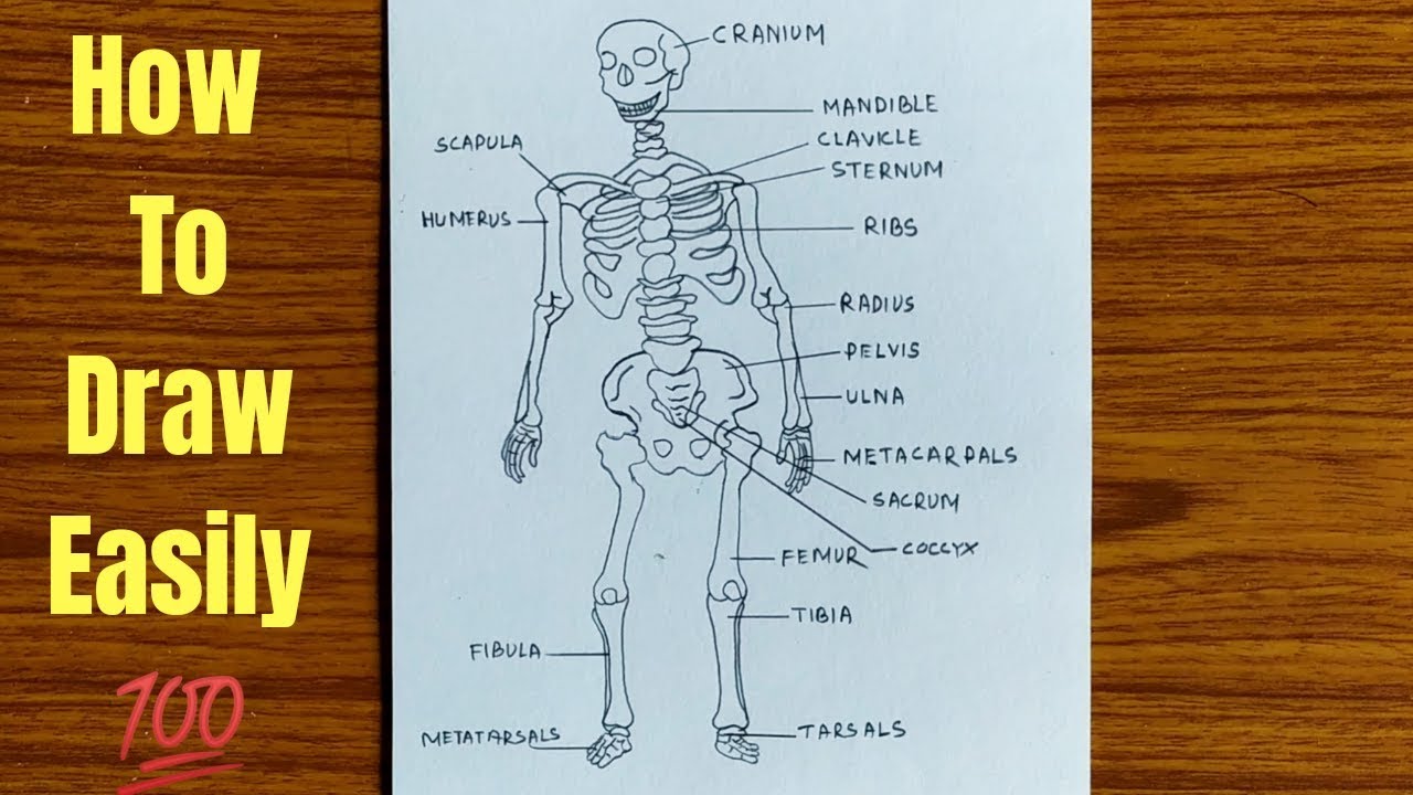 How To Draw Human Skeleton Diagram