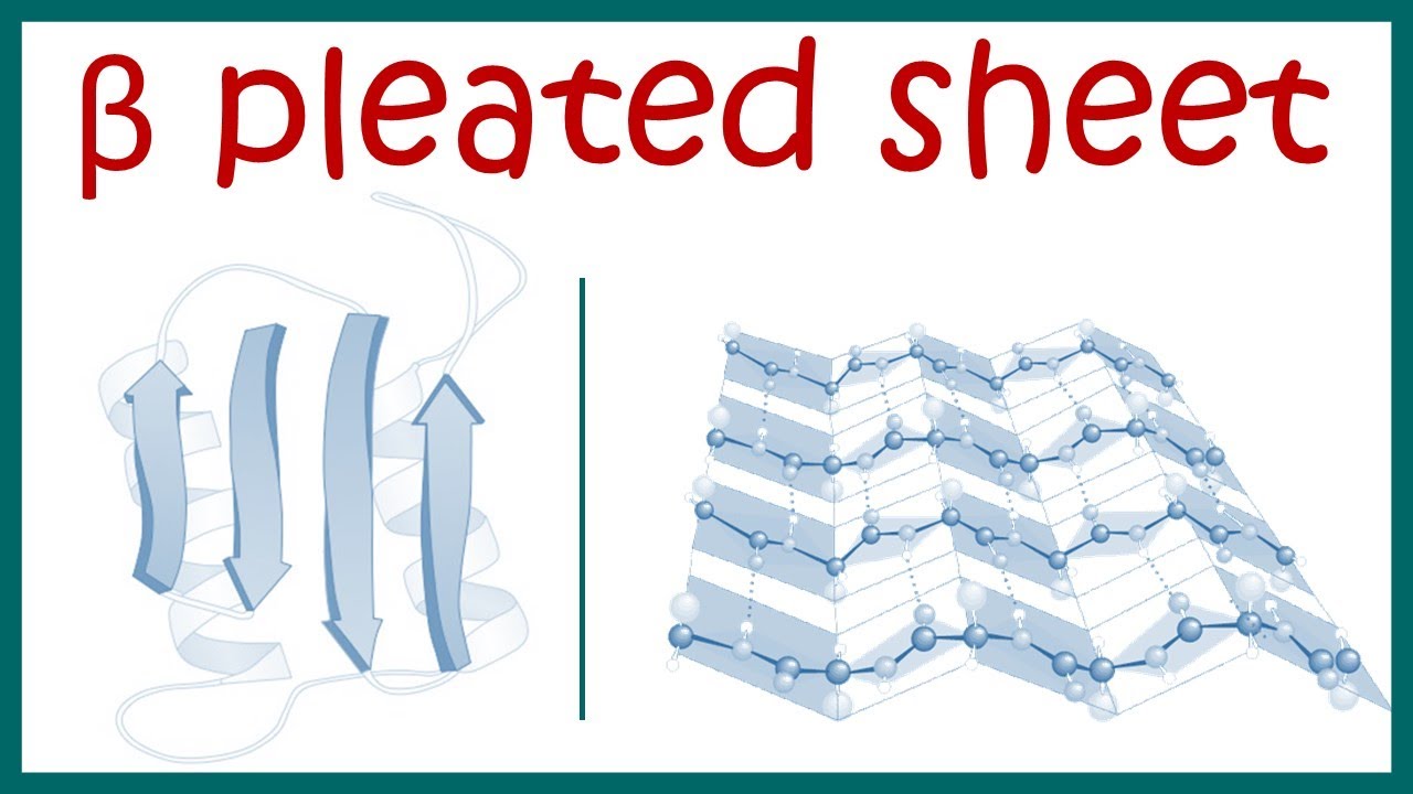 Difference Between Alpha Helix And Beta Pleated Sheet 58 Off